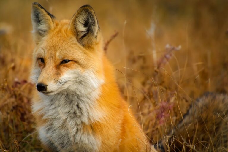Comment parler des animaux en breton ? - Port d'Attache