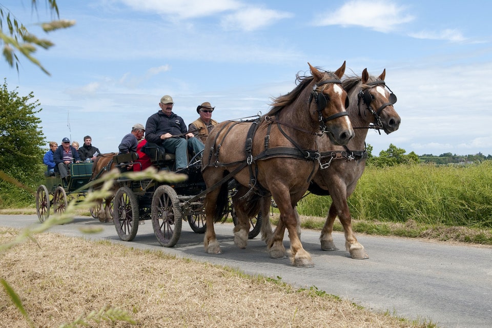 7 animaux originaires de la Bretagne - Port d'Attache