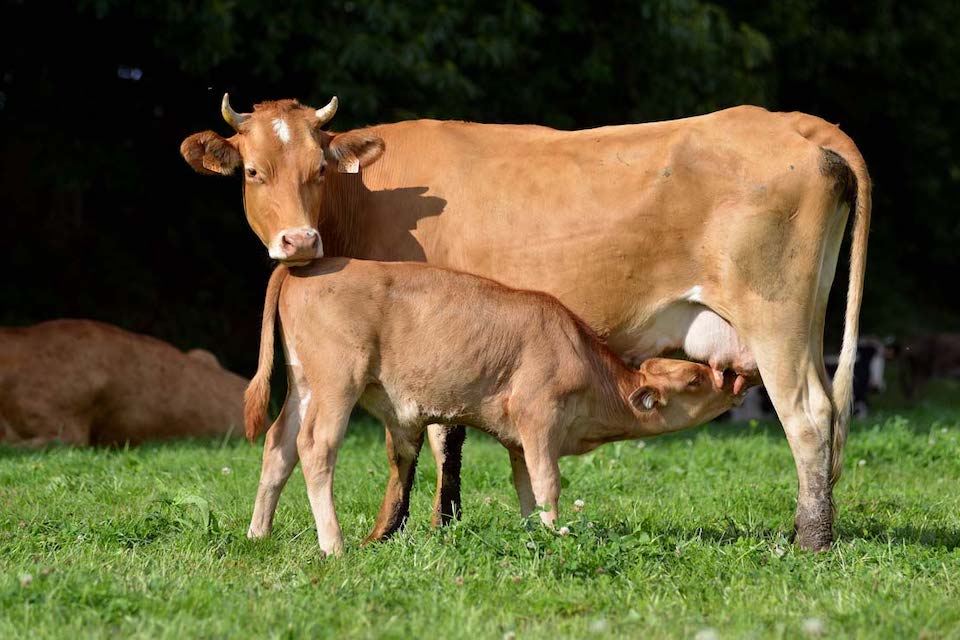 7 animaux originaires de la Bretagne – Port d'Attache