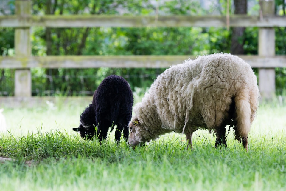 7 animaux originaires de la Bretagne - Port d'Attache