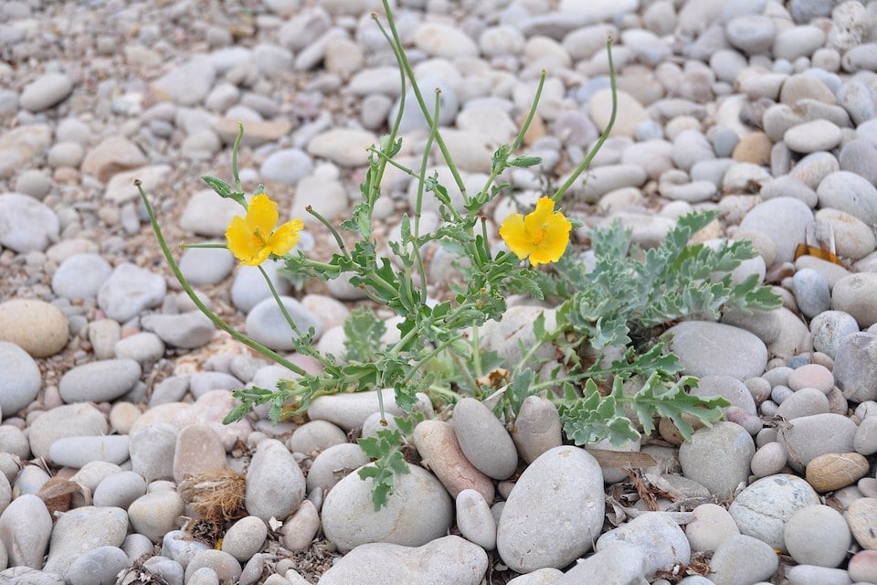 Quelles sont les plantes du littoral breton ? - Port d'Attache