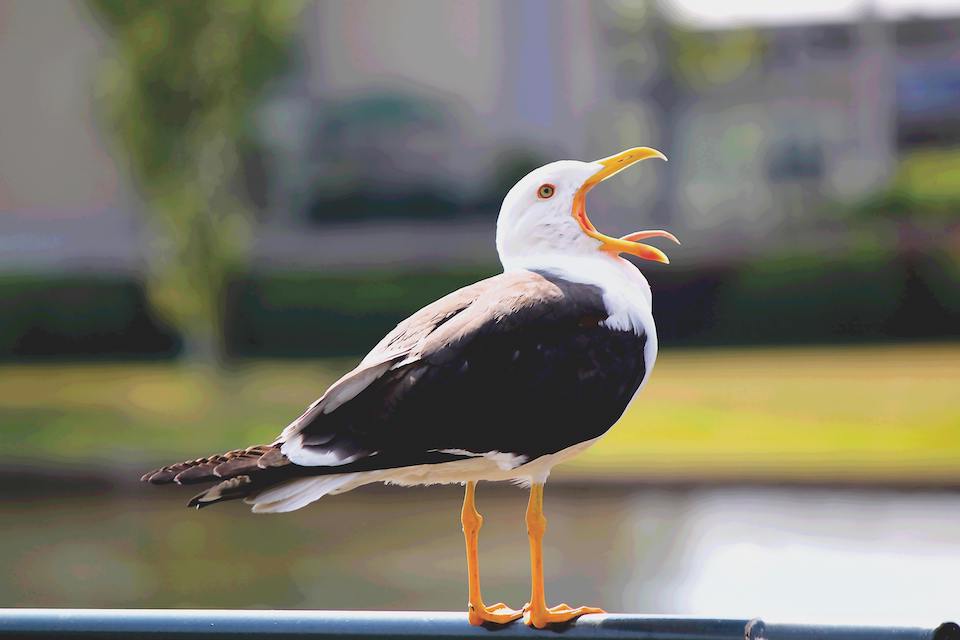 La différence entre mouette et goéland - Port d'Attache