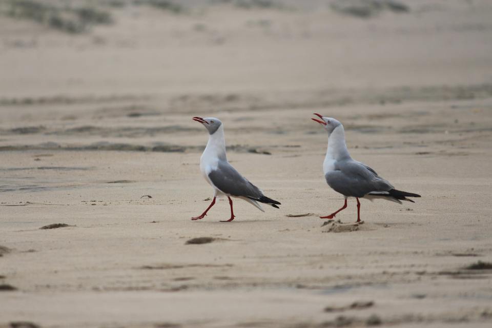 La différence entre mouette et goéland - Port d'Attache