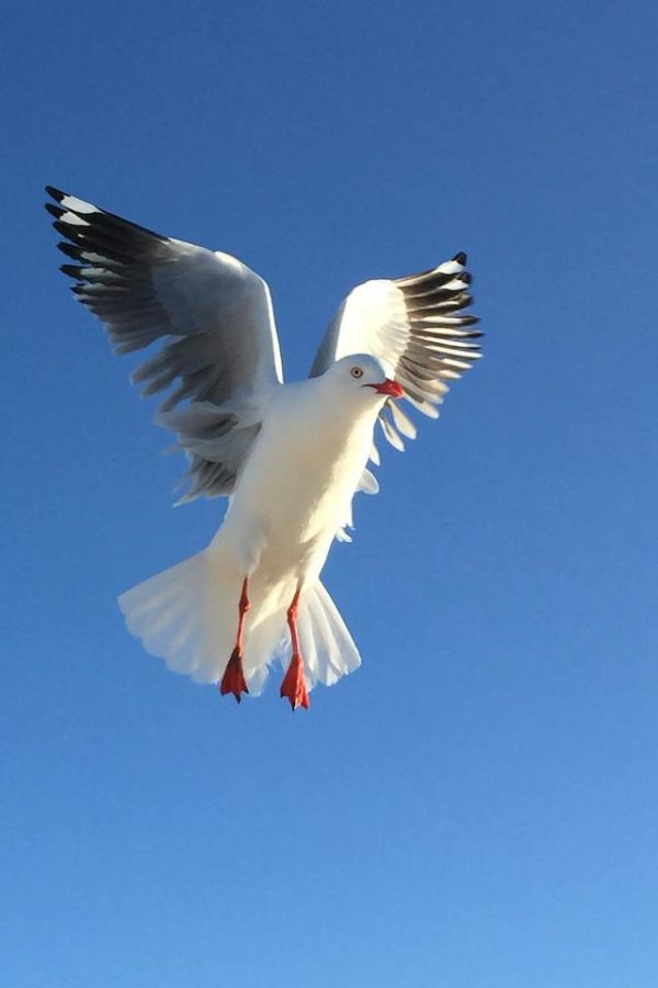 La différence entre mouette et goéland - Port d'Attache