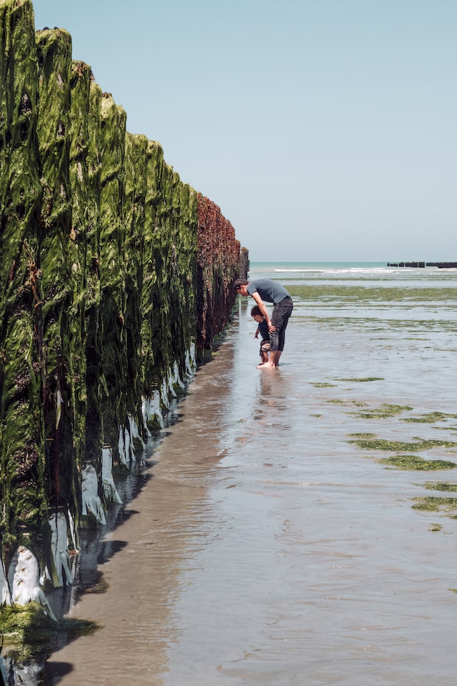 Les moules de bouchot bretonnes - Port d'Attache